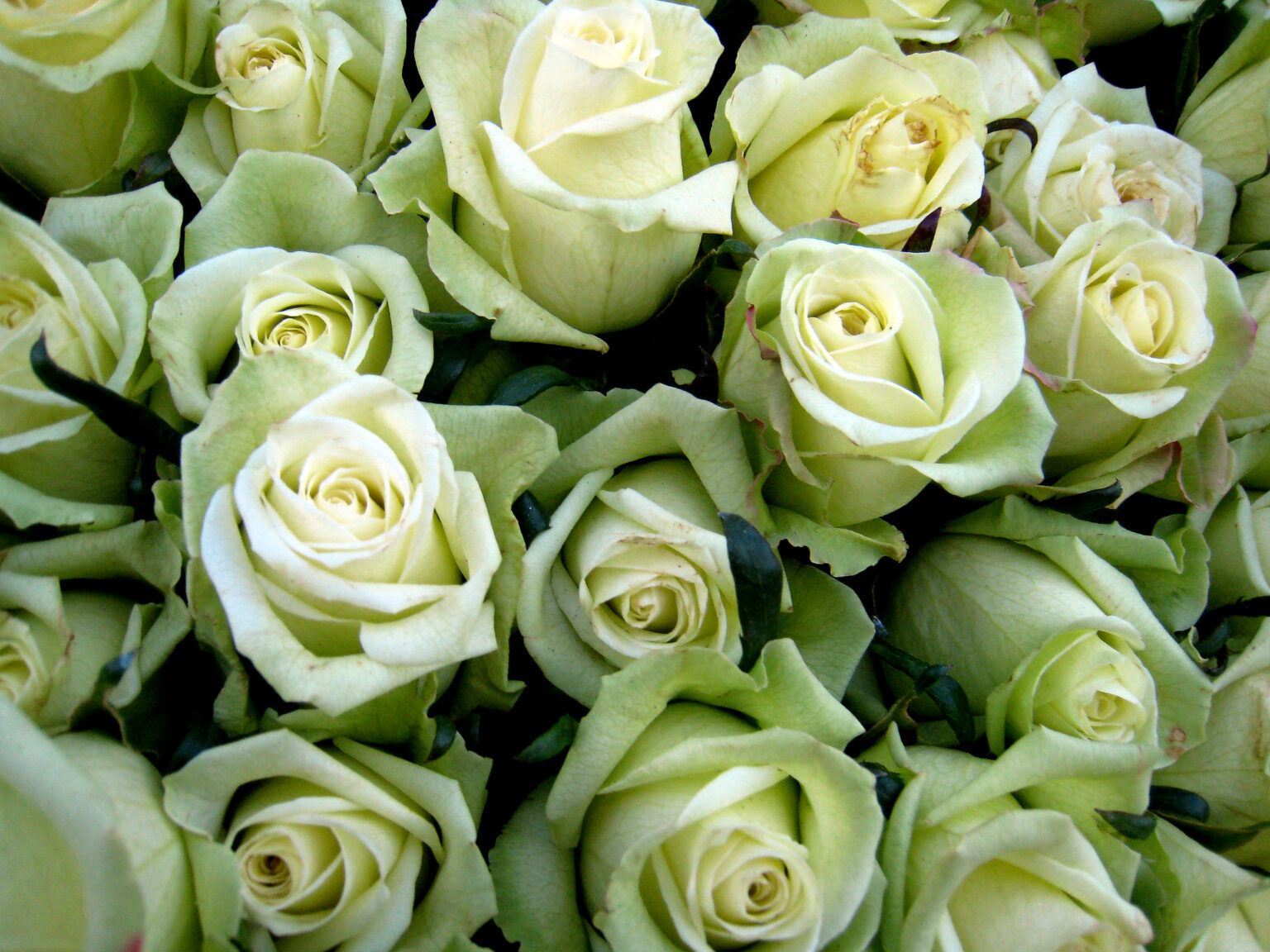 12 Stunning Green Roses That Will Add a Unique Touch to Your Garden