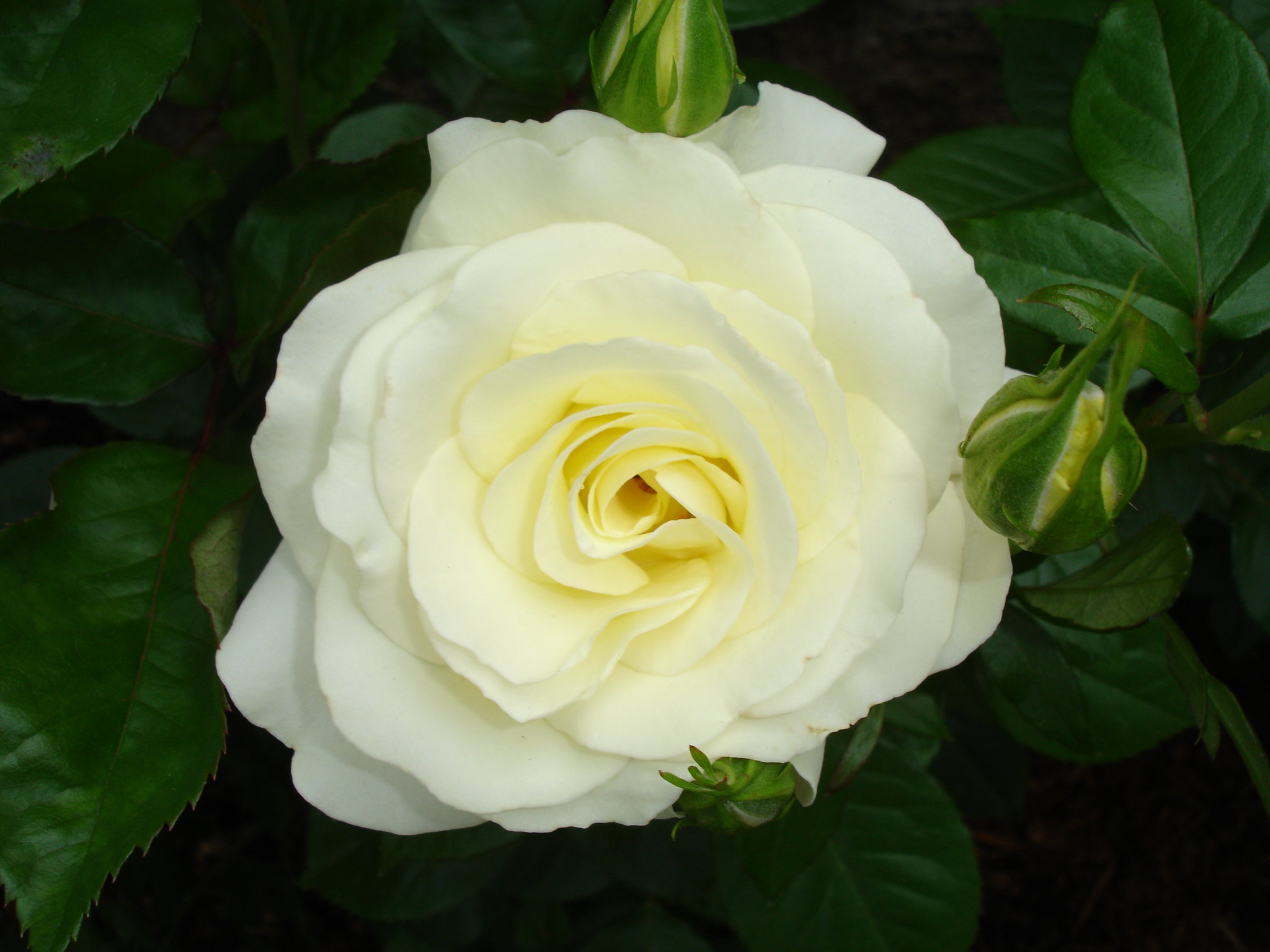 12 Stunning Green Roses That Will Add a Unique Touch to Your Garden