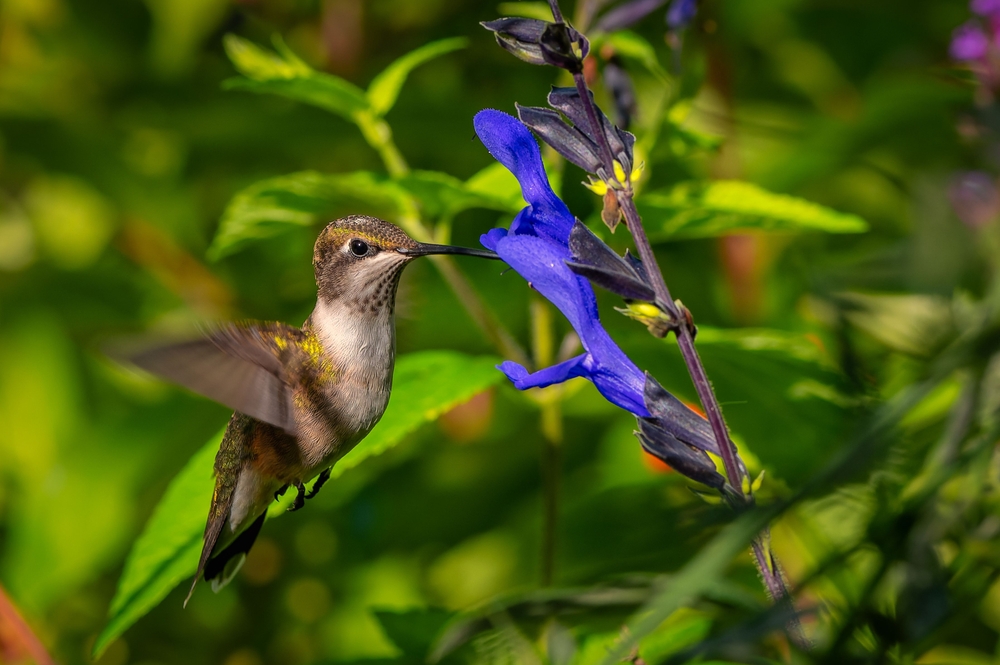 11 Stunning Purple Plants That Attract Hummingbirds