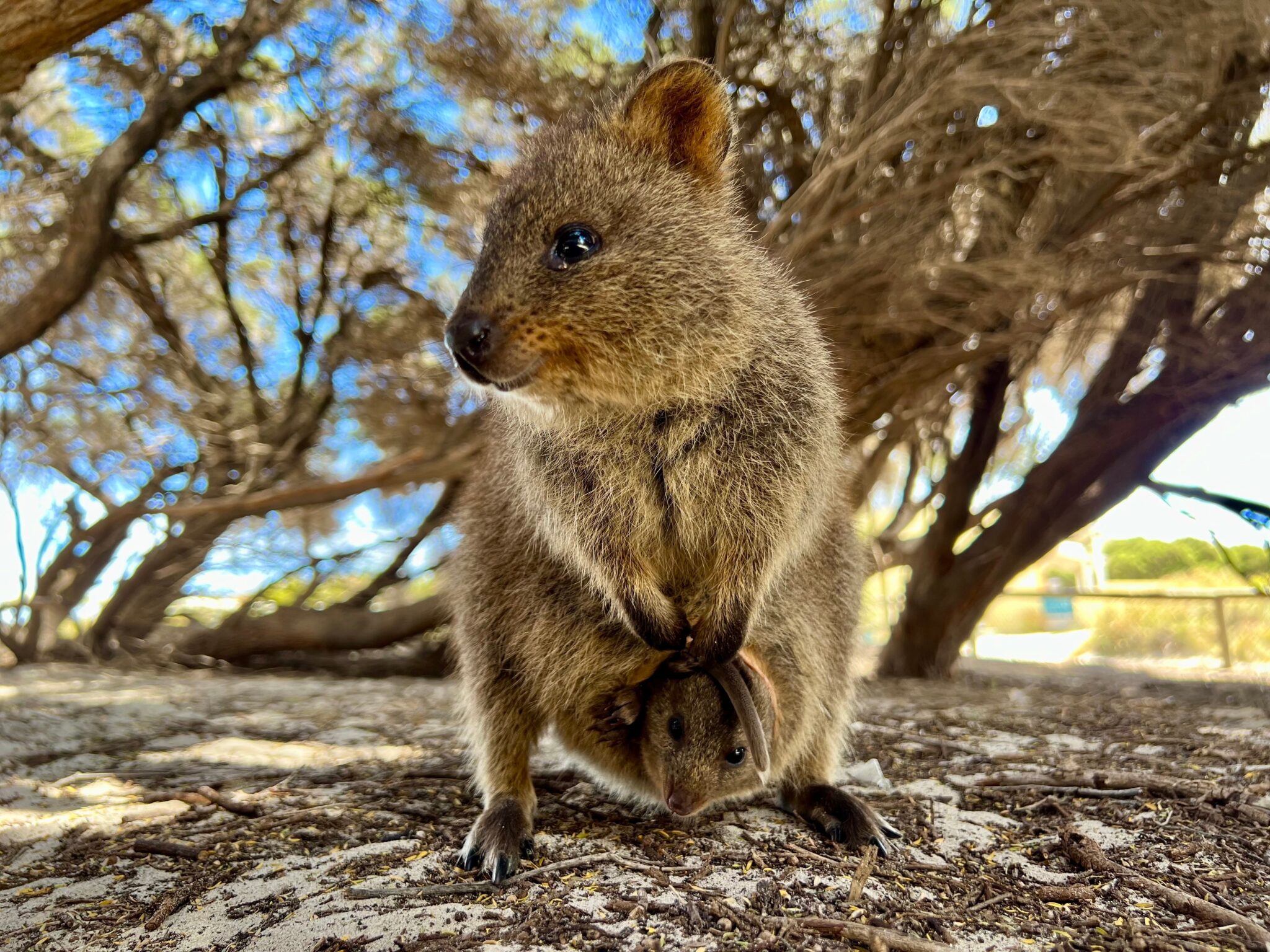 18 Incredible Animals Found Only on Islands Around the World