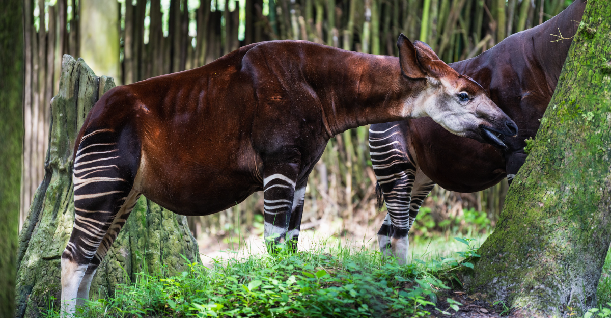 17 Rare Jungle Creatures Found in the World's Most Remote Forests