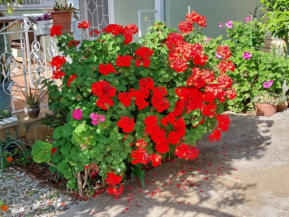 13 Red Flowering Shrubs That Make Gardens Pop
