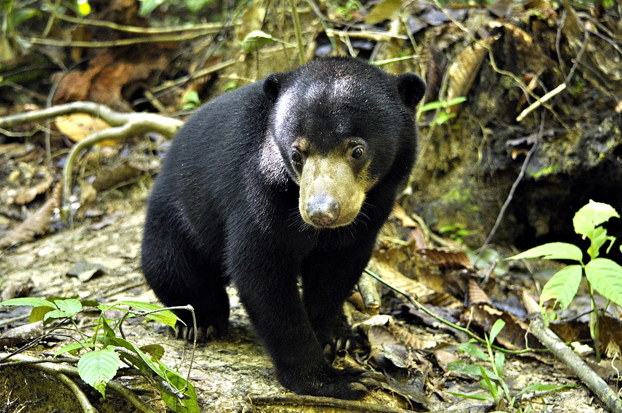 20 Rare Rainforest Creatures and the Countries They Call Home