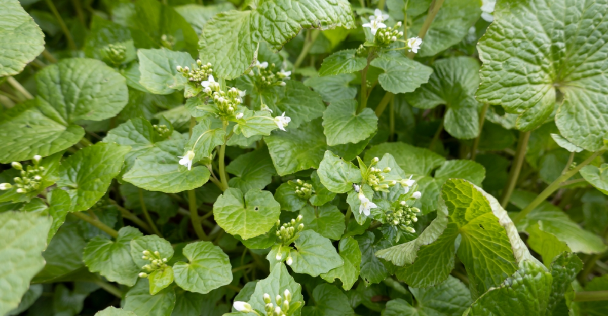 13 Smart Tips to Successfully Grow Your Own Wasabi