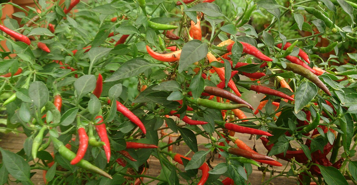 18 Popular Chili Types and Their Best Varieties