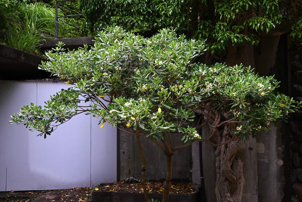 11 Beautifully Fragrant Evergreen Shrubs to Plant in Your Garden