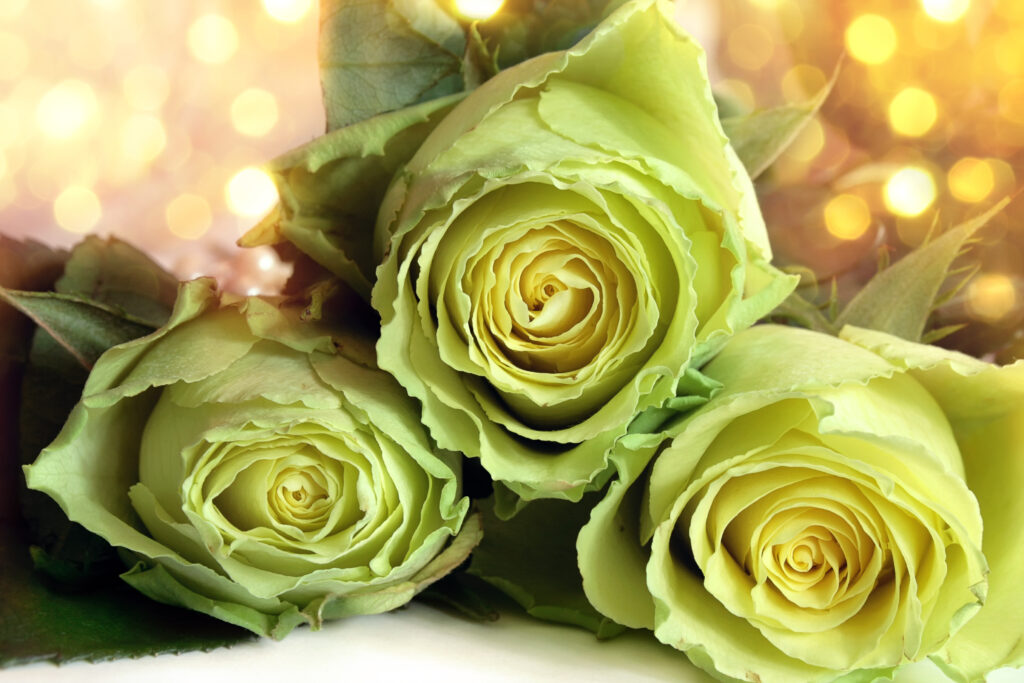 12 Stunning Green Roses That Will Add a Unique Touch to Your Garden