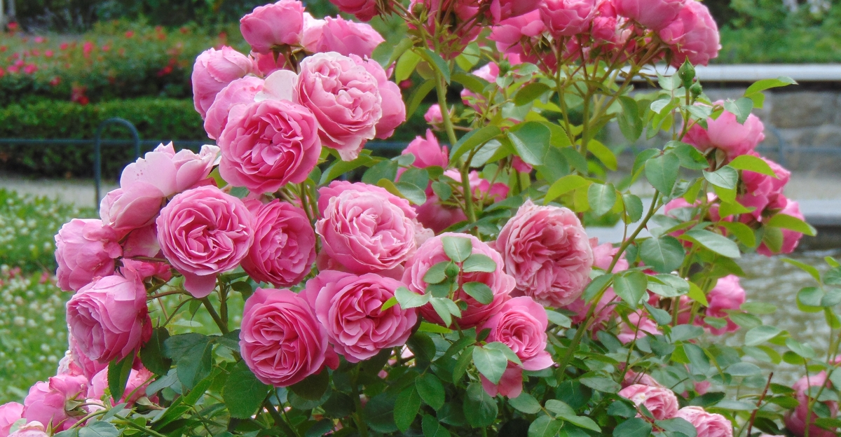 11 Resilient Roses That Bloom for Anyone