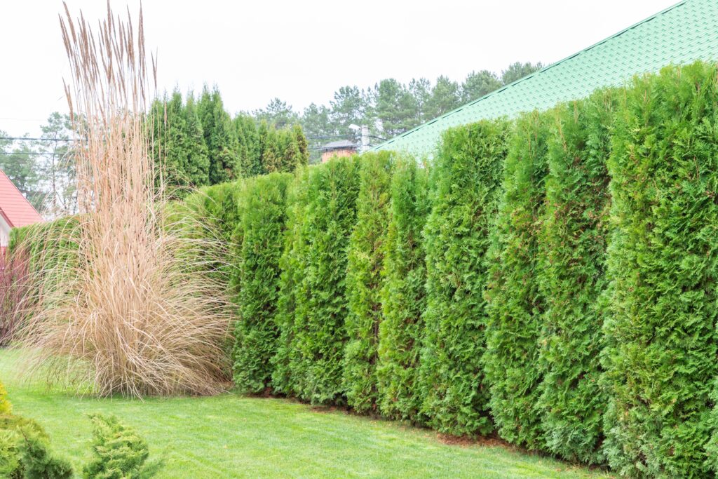 10 Slim Trees That Fit Beautifully in Small Yards