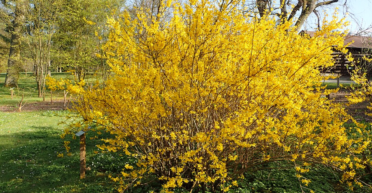 14 Fall-Blooming Shrubs That Extend Color in the Garden