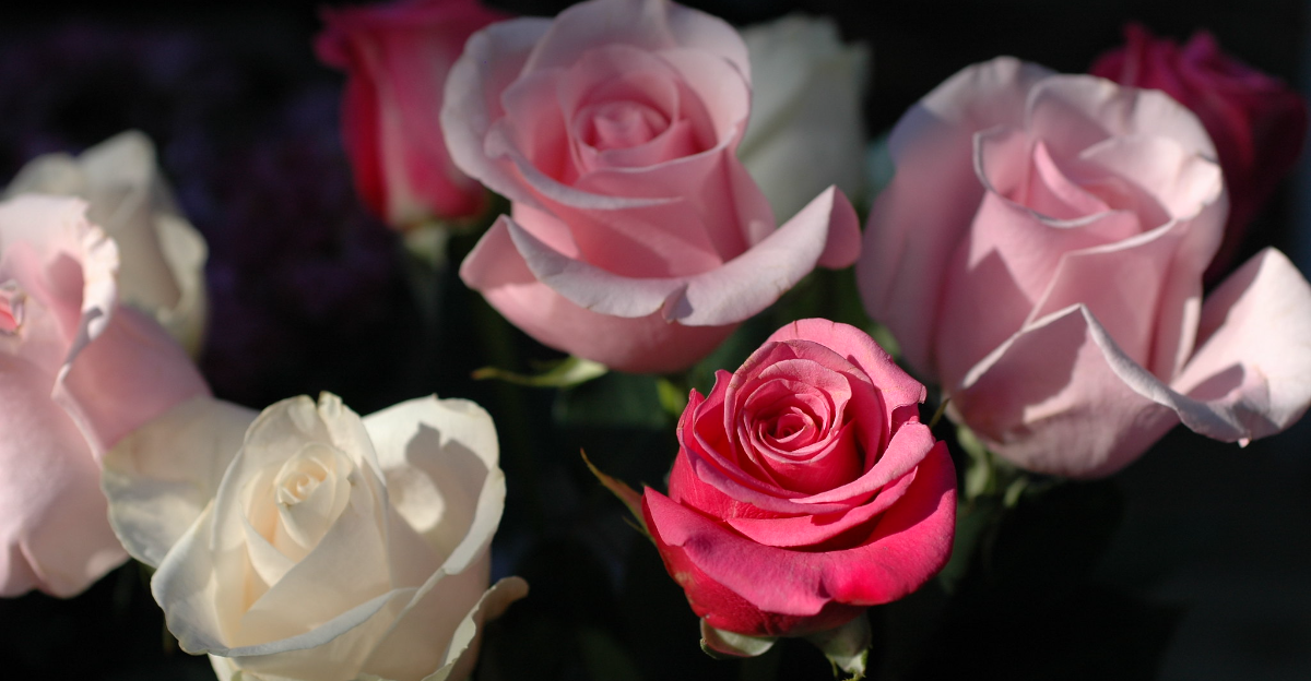 13 Fascinating Facts About Roses You Probably Didn’t Know