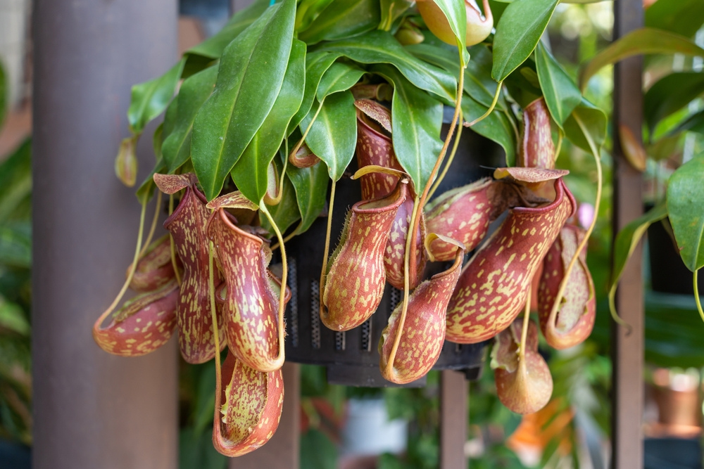 8 Carnivorous Houseplants That Bring the Wild Indoors