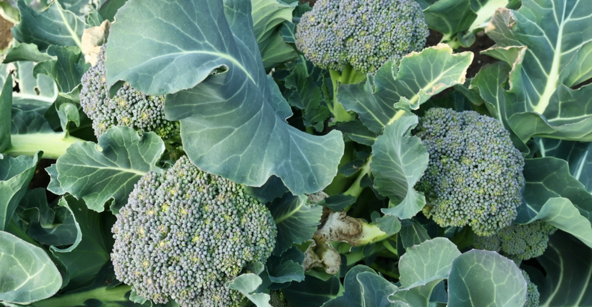 17 Cool-Weather Crops That Thrive in Fall Soil
