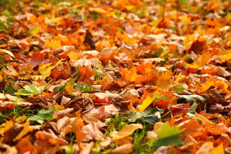 8 Ways to Decorate Your Garden for Fall Using Natural Materials