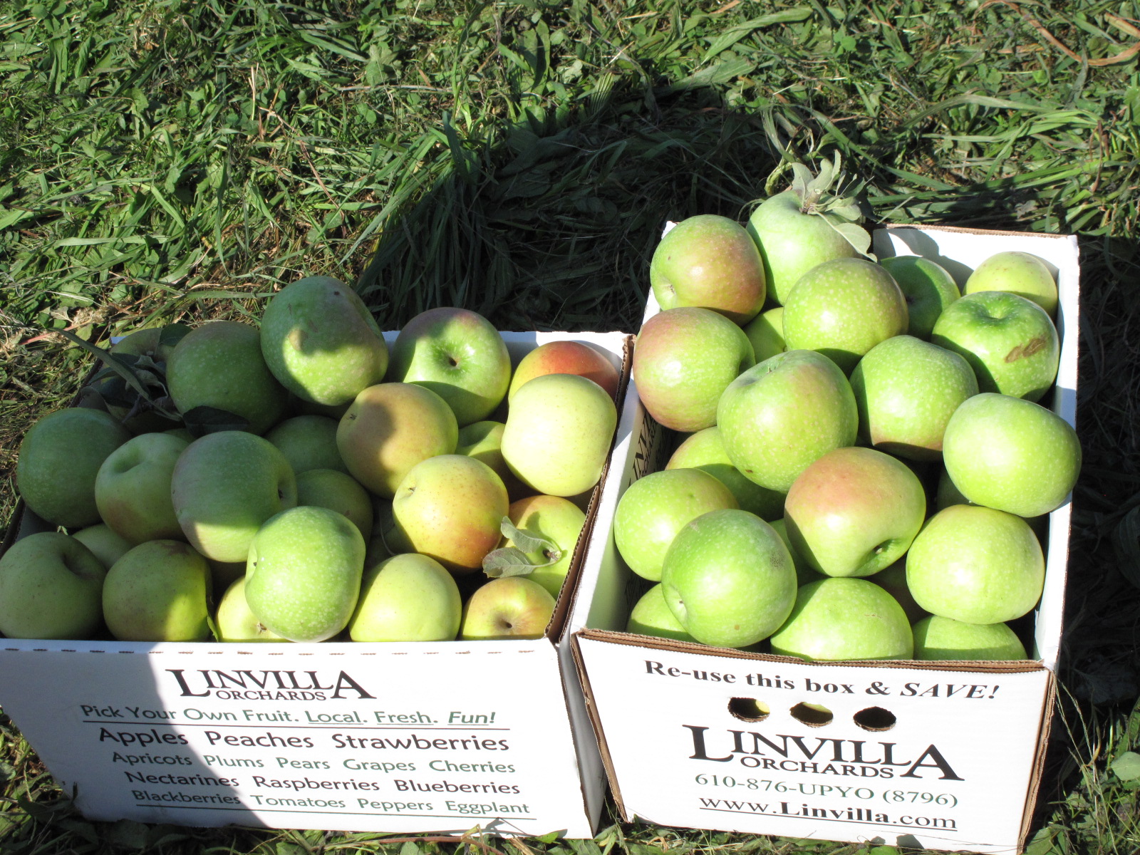 7 Farms Where You Can Join Apple Picking and Hayrides