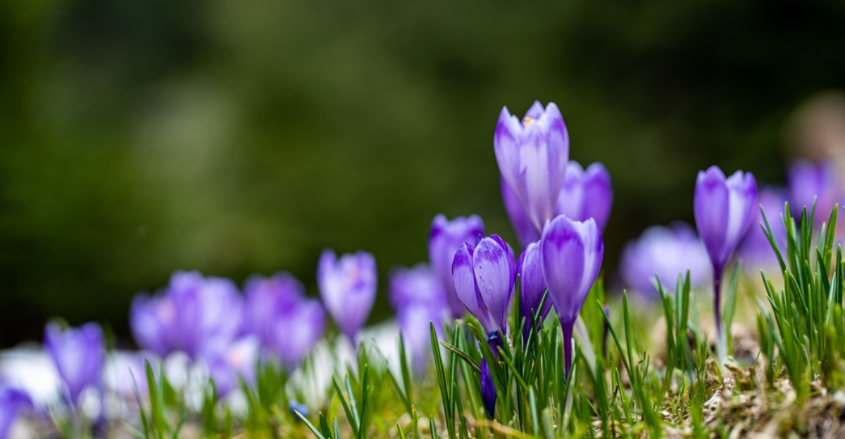 15 Late-Season Garden Stars That Refuse to Fade