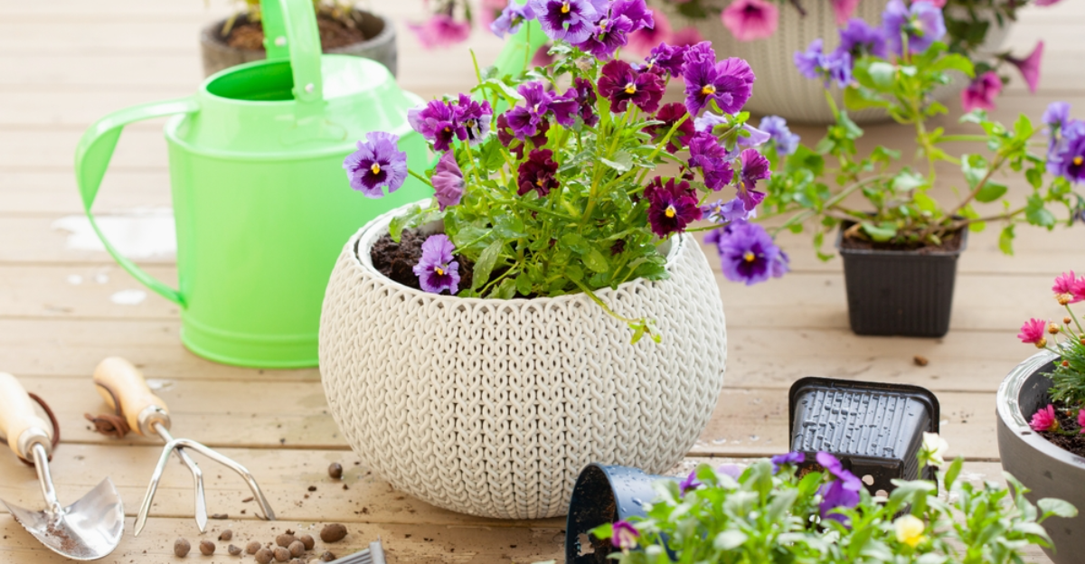 14 Potted Plants That Thrive on a Frosty Porch