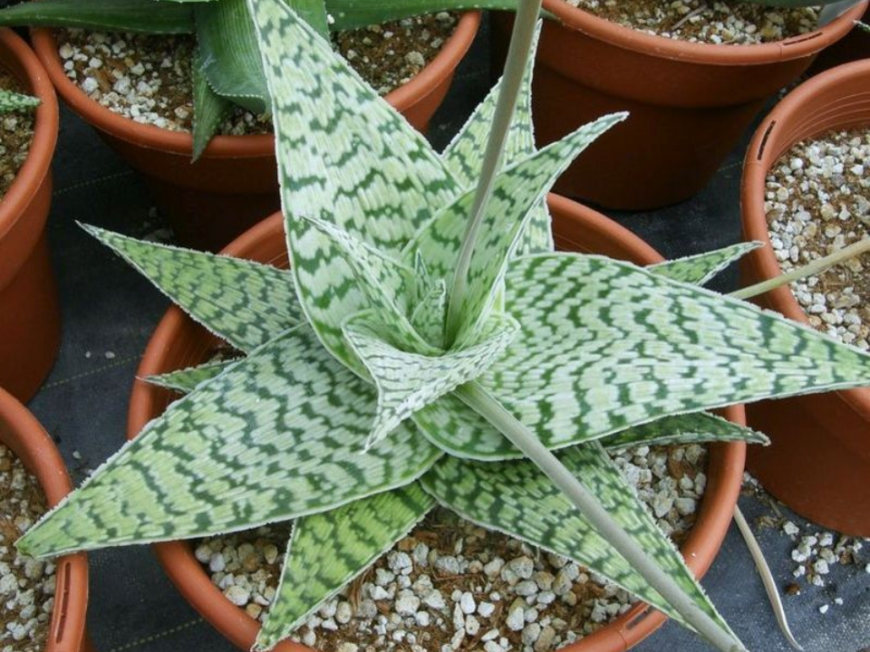 14 Rare Succulents with Strange Colors and Sculptural Shapes