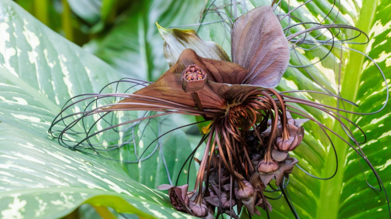 10 Rare Garden Plants People Hunt Down for Unique Blooms