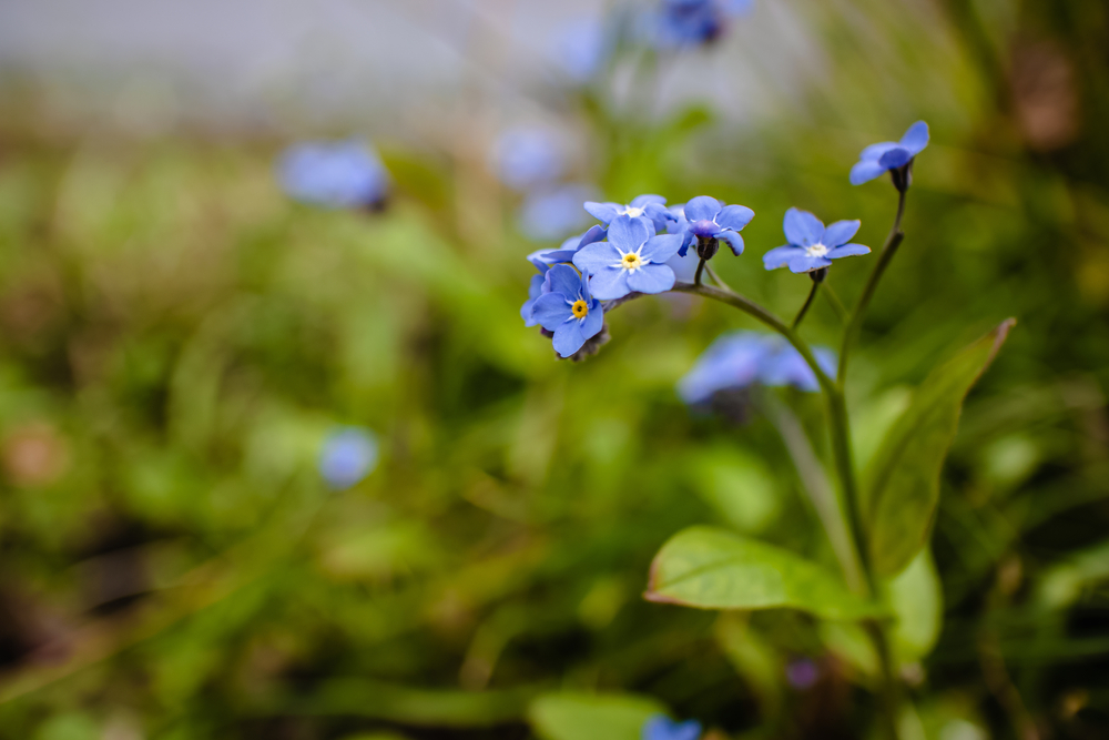 15 Rare Mountain Plants That Live Above the Tree Line