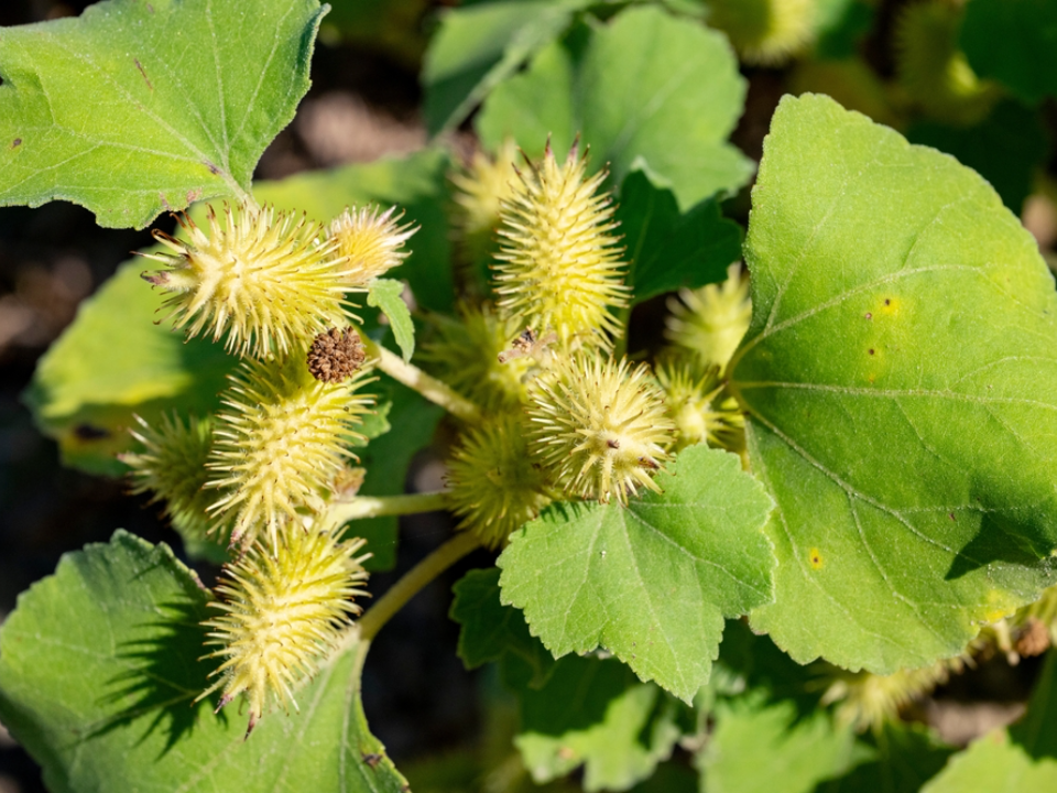 15 Plants with Seeds That Travel in Surprising Ways