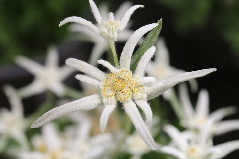 15 Rare Mountain Plants That Live Above the Tree Line