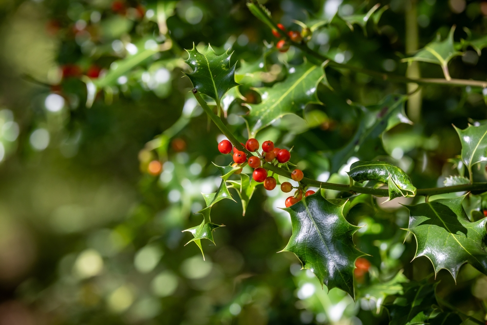 16 Plants With Protective Armor That Keeps Animals Away