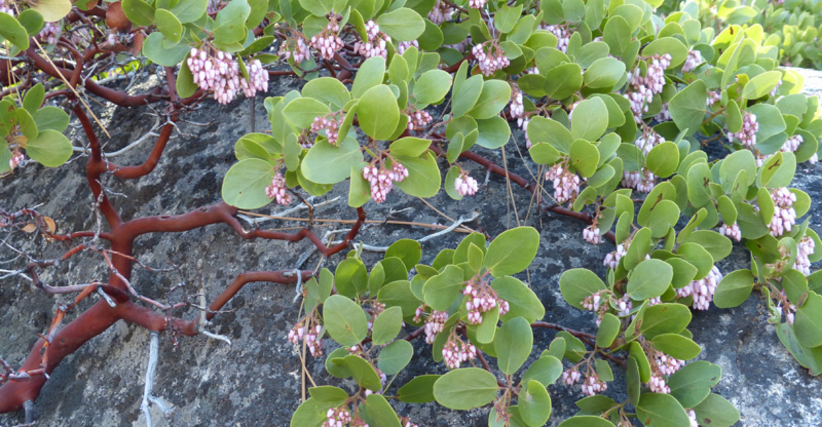 15 Sturdy Plants That Can Survive Fire and Come Back Stronger