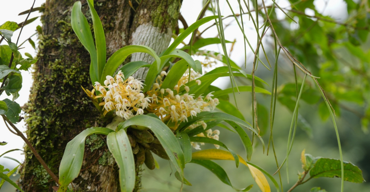 13 Plants That Live Off Other Plants Without Looking Like Parasites