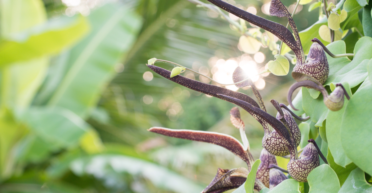 17 Plants with Flowers So Unusual People Think They're Fake