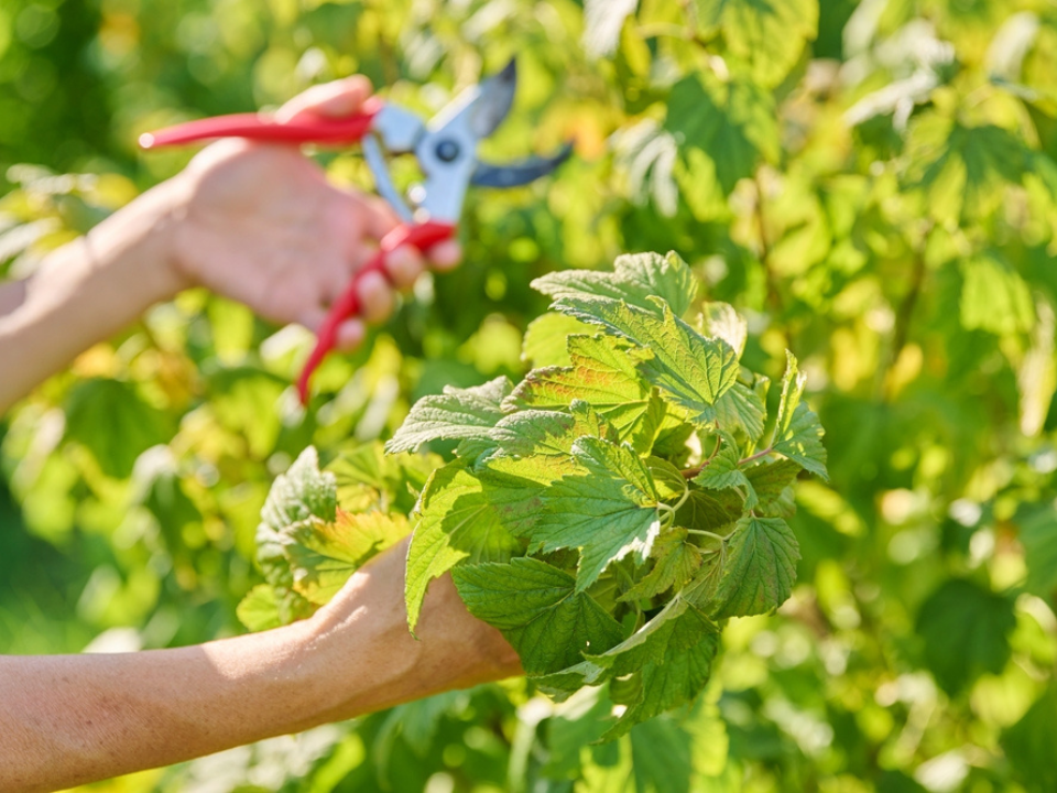 13 Late Winter Pruning Jobs You Can Finish in a Weekend