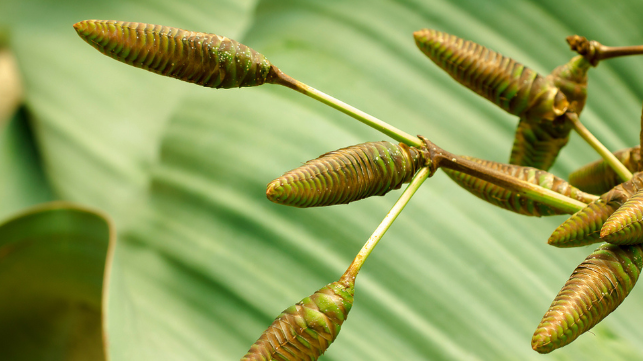 12 Rare Plants With Names That Sound Made Up