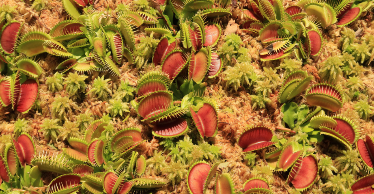 16 Rare Carnivorous Plants That Eat in Weird Ways