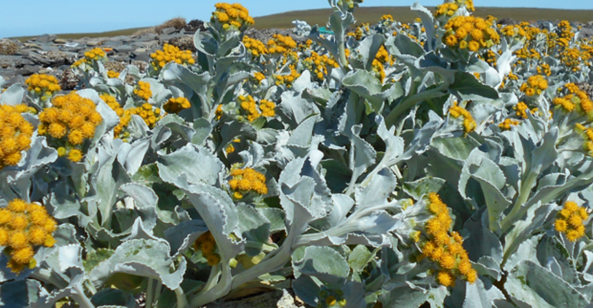 14 Rare Island Plants That Evolved with No Natural Predators