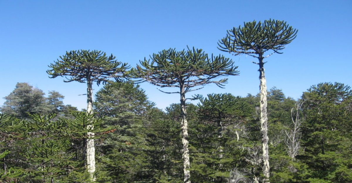 13 Rare Plants That Have Survived Since Dinosaur Times