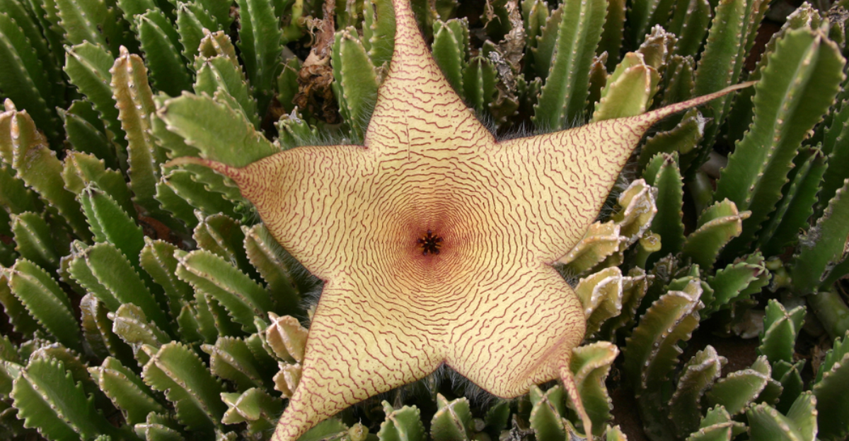12 Rare Plants That Smell Like Something Wild on Purpose