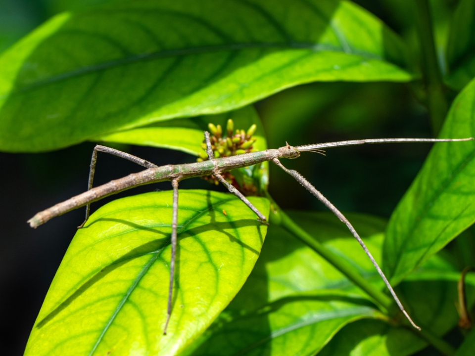 17 Ancient Insects That Still Look Almost the Same