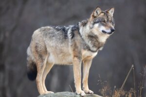 12 Keystone Species That Changed an Ecosystem After Returning