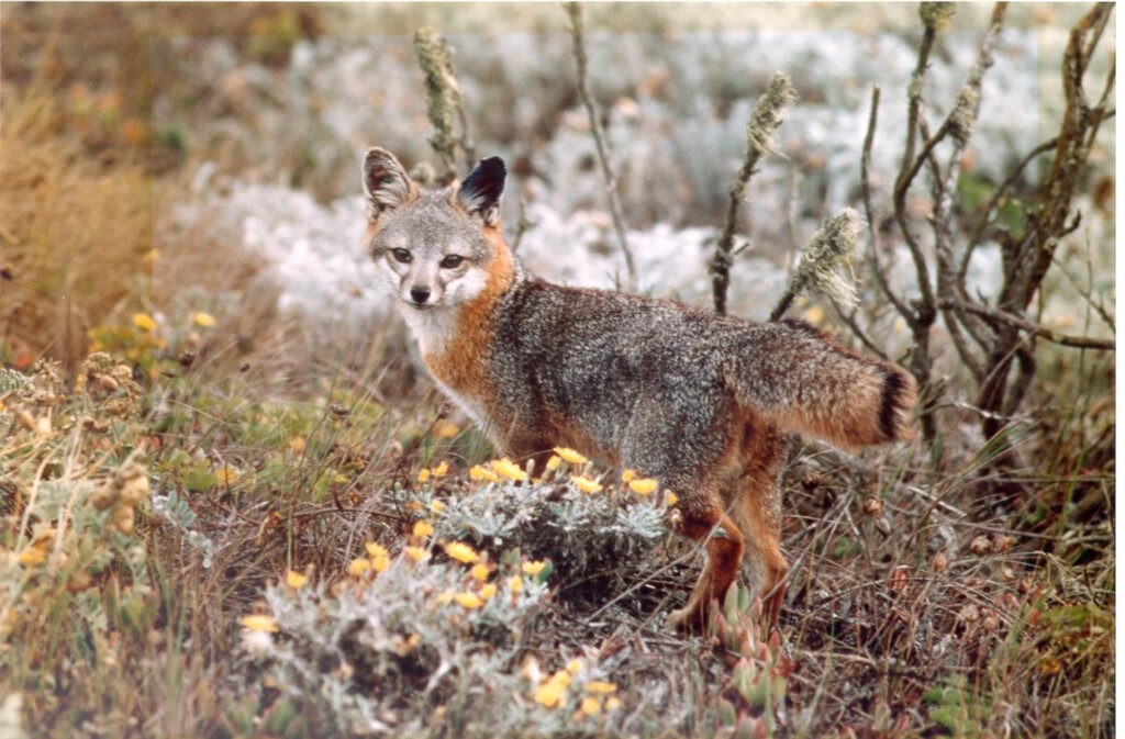 12 Island Species Brought Back After Invasive Predators Were Removed