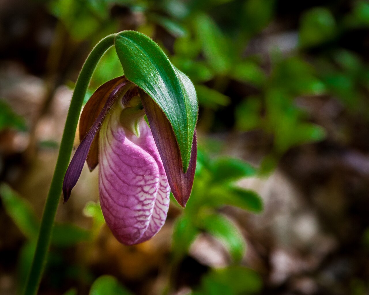 10 Native Orchids That Bloom in Spring and Are Easy to Miss