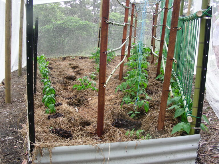 11 Easy Trellis Ideas To Build Before Vines Take Off